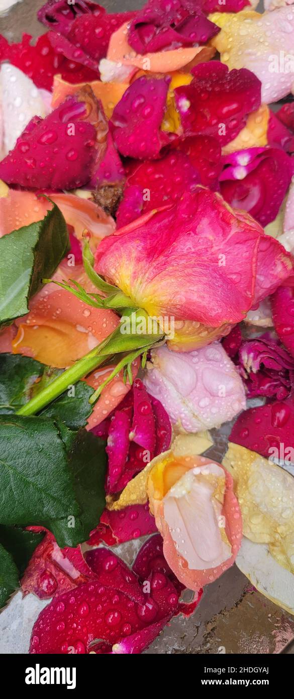 Multi-colored roses and scattered rose petals left from a faded bouquet ...