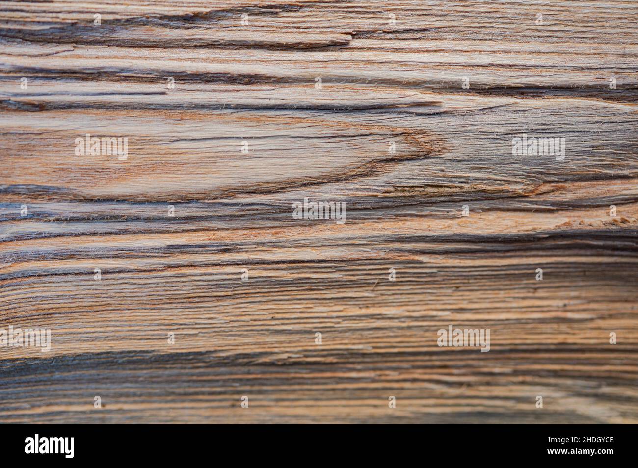 Ash tree wood texture hi-res stock photography and images - Alamy Ash tree wood texture hi-res stock photography and images - Alamy