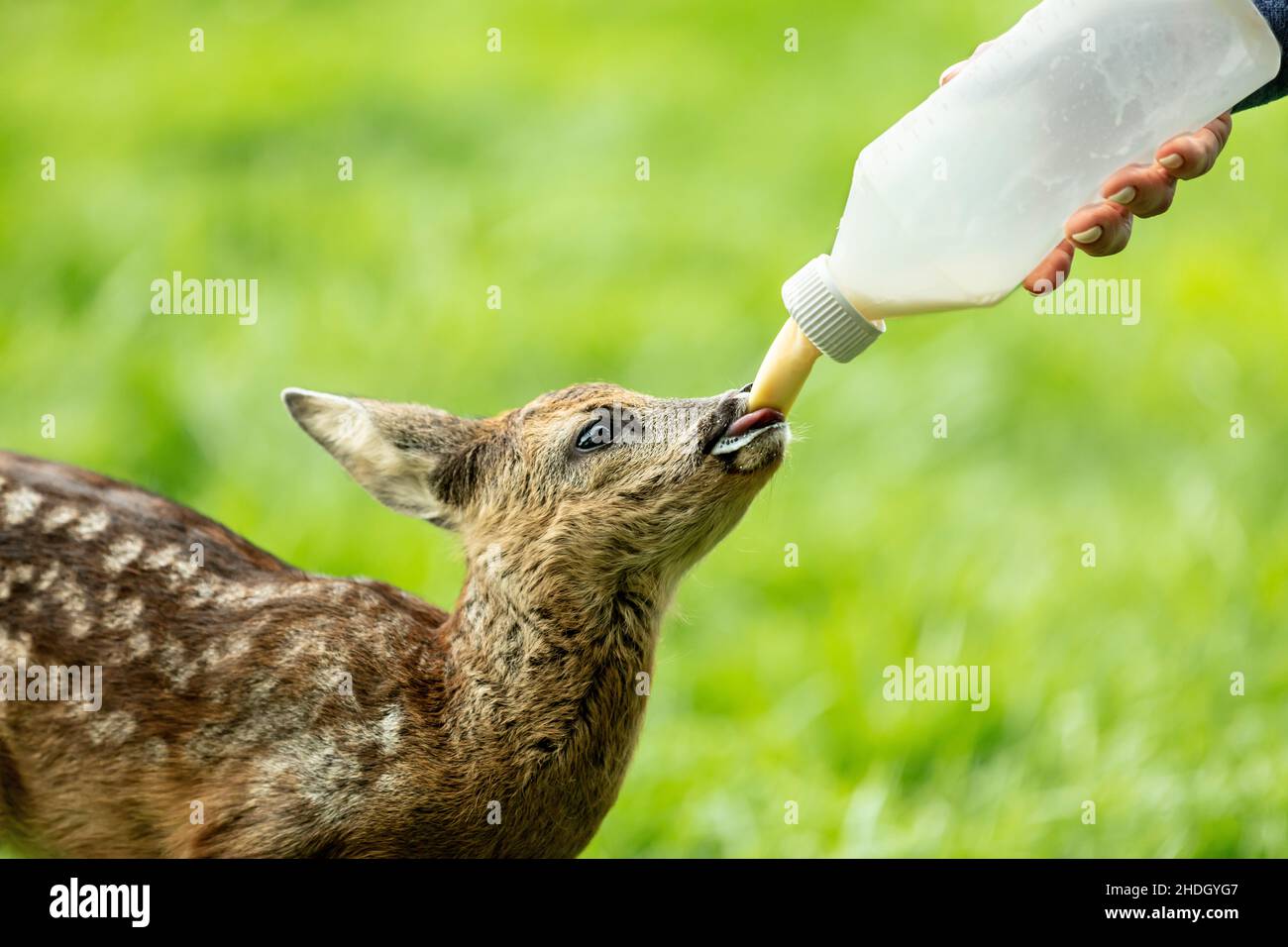 feeding, breeding, fawn, feed, feedings, fawns Stock Photo - Alamy