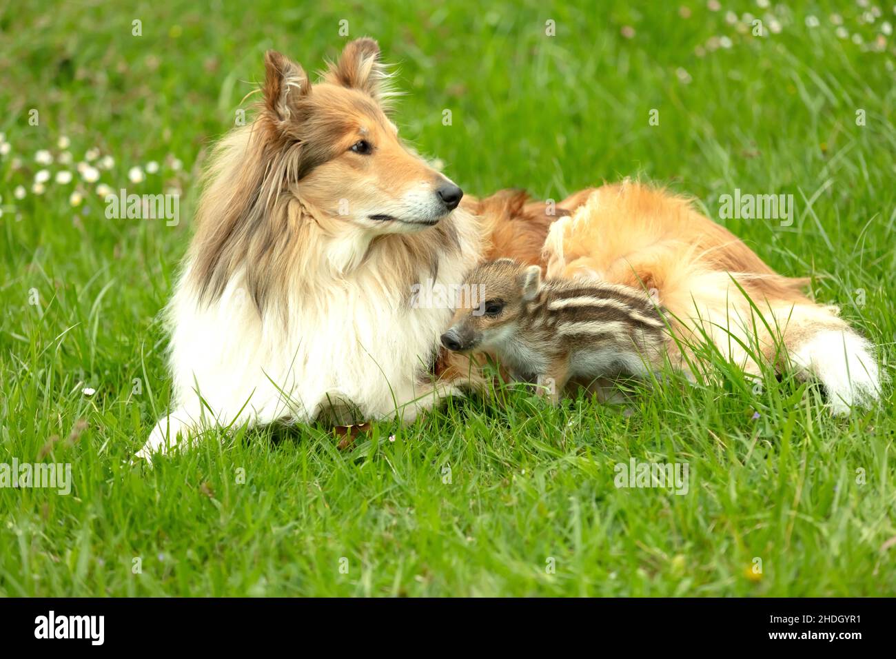 friendship, piglet, collie, friendships, piglets, collies Stock Photo ...