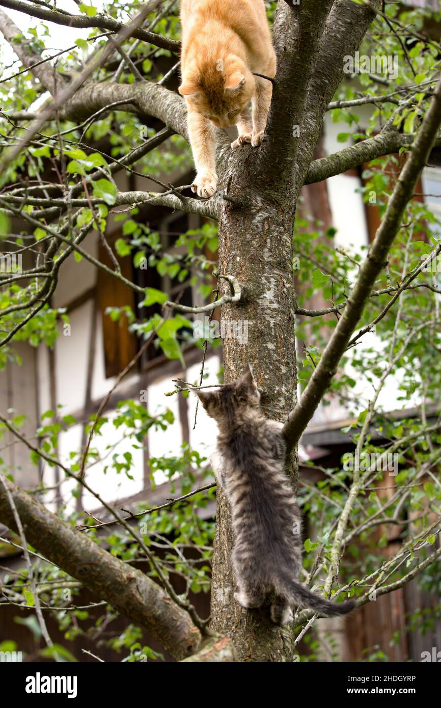 climbing, cats, cat Stock Photo - Alamy