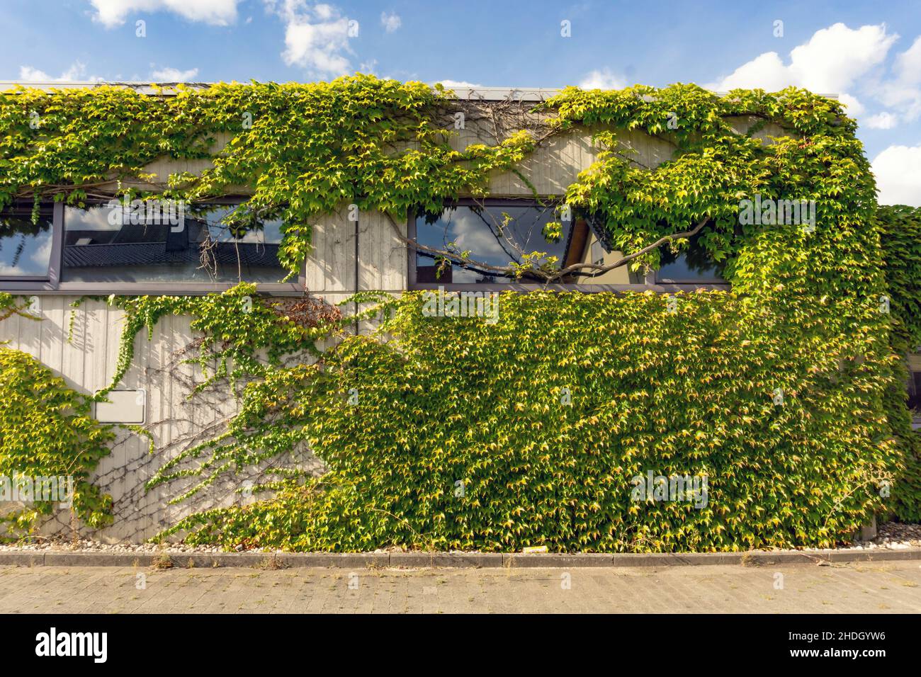 Ivy walls hi-res stock photography and images - Alamy