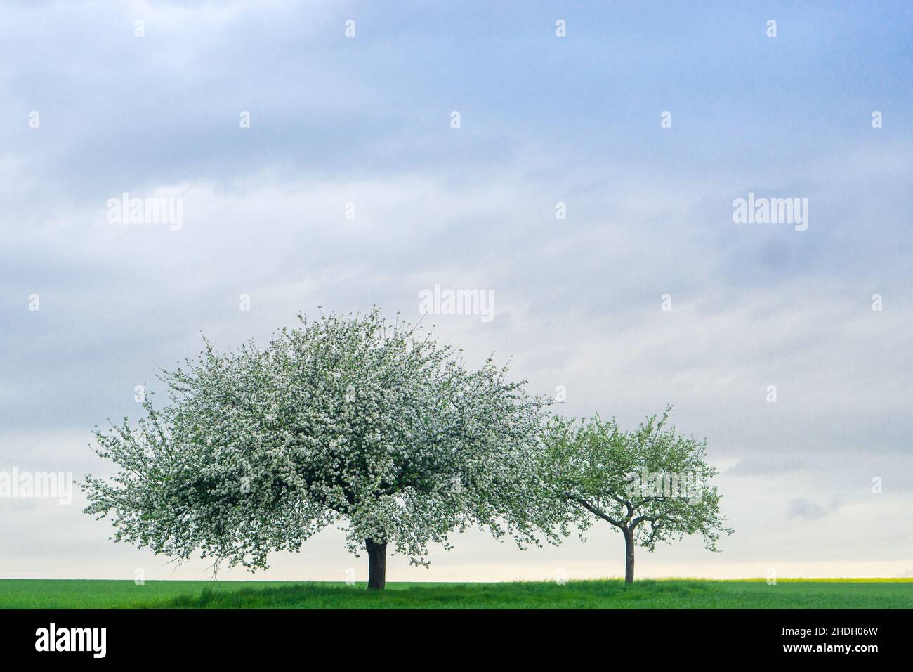 spring, fruit trees, fruit tree Stock Photo - Alamy