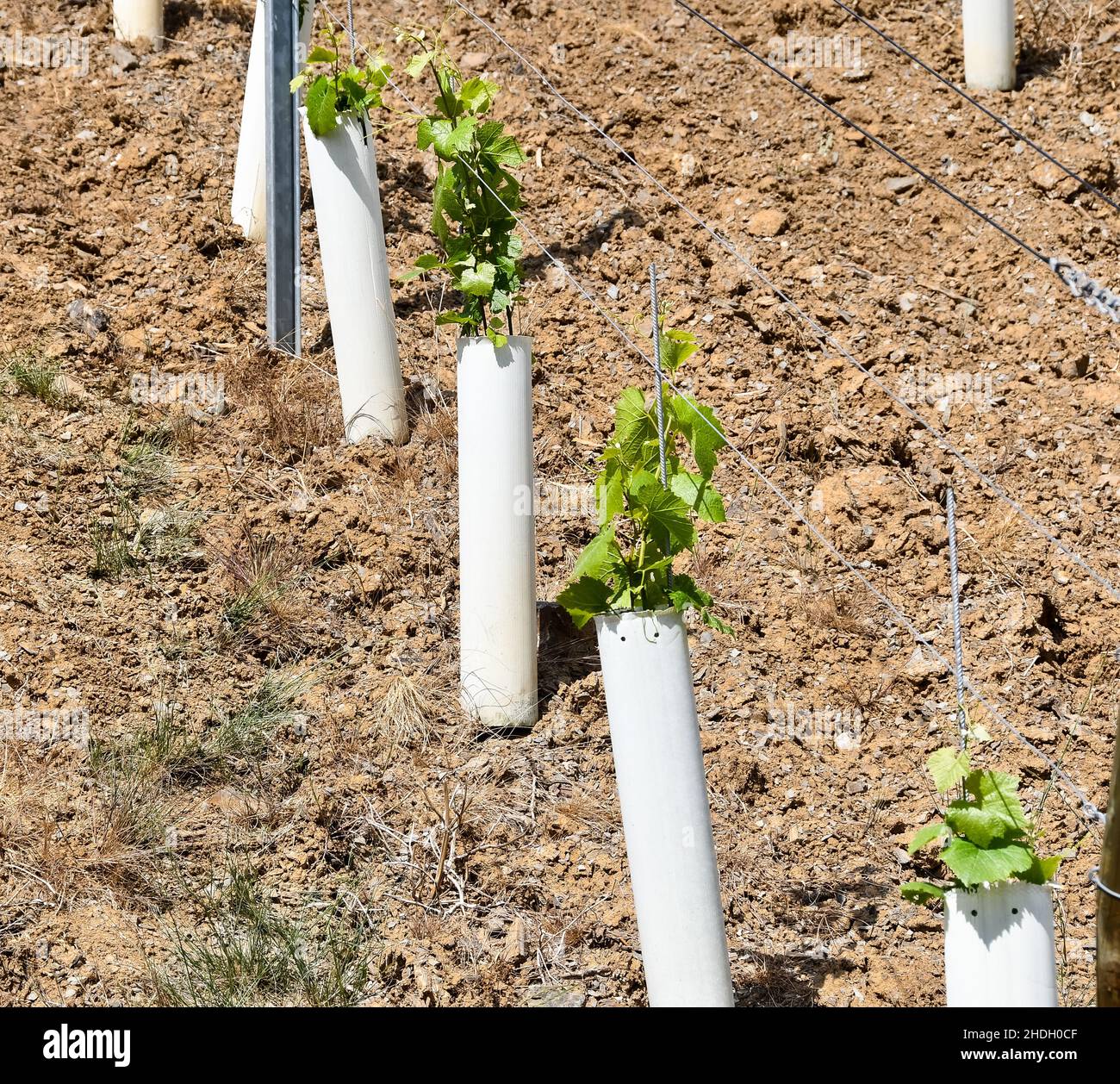 Cultivation of new grapevines in Rech, Germany Stock Photo - Alamy