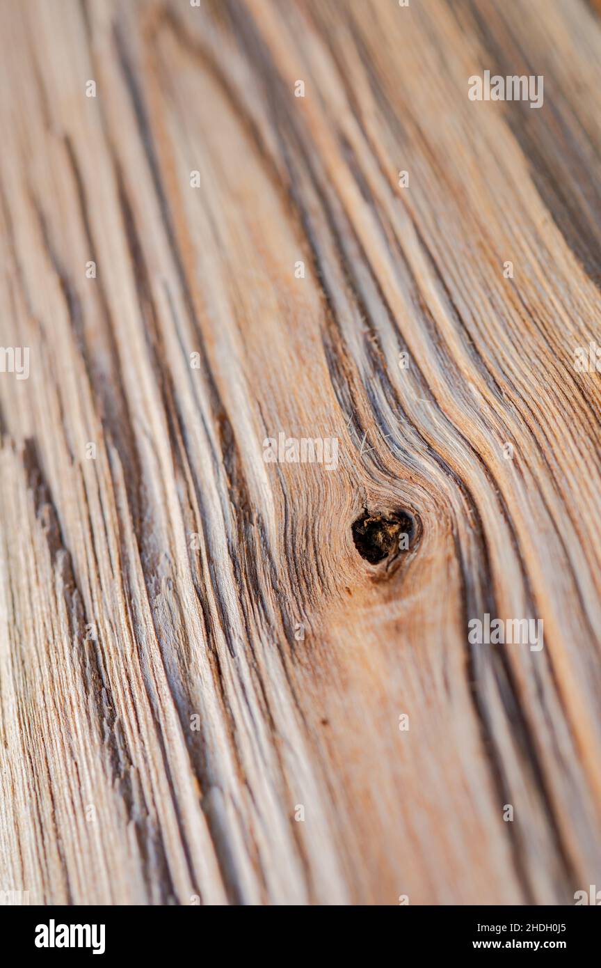 Fresh wood log texture background. European ash, Fraxinus excelsior ...