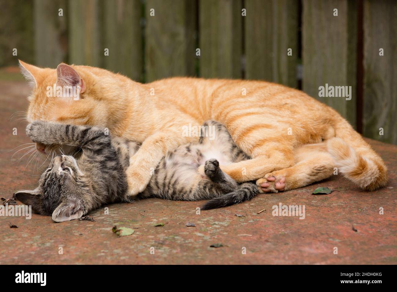 Two full days play hi-res stock photography and images - Alamy