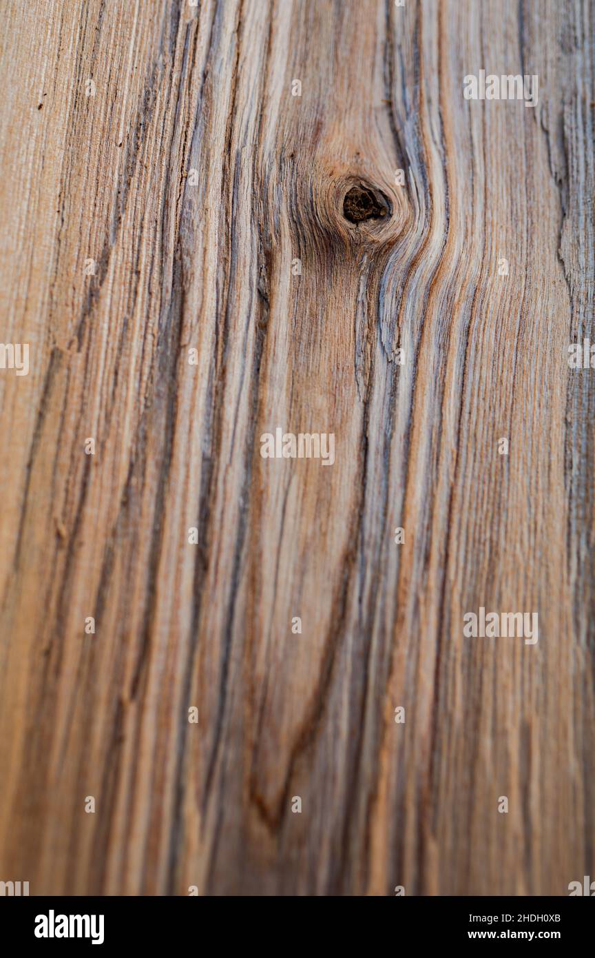Fresh wood log texture background. European ash, Fraxinus excelsior ...