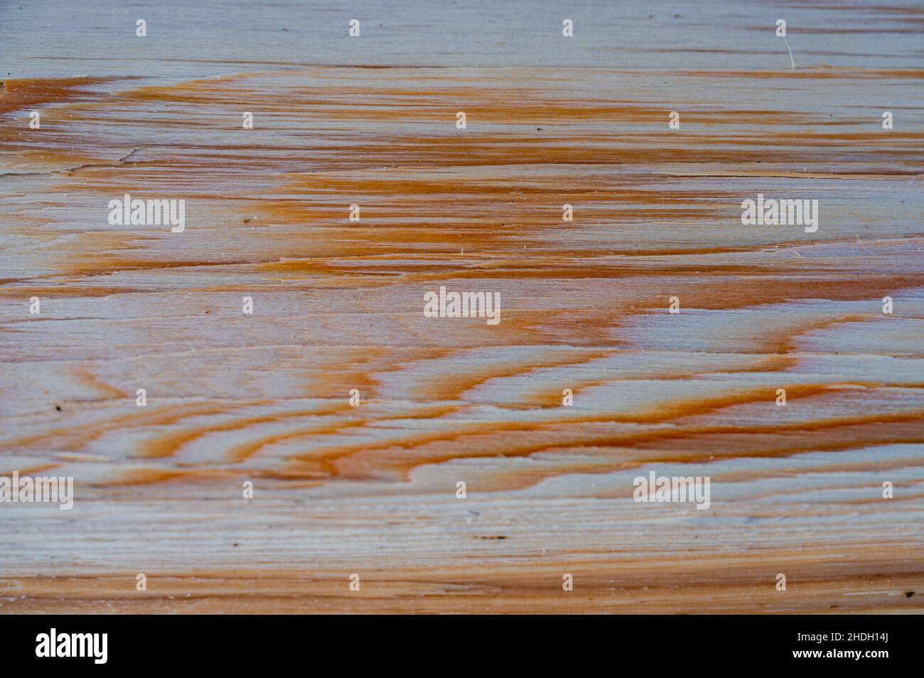 Fresh wood log texture background. Norway spruce, Picea abies Stock ...