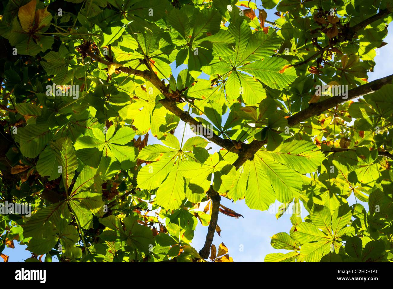 Canopy lit hi-res stock photography and images - Alamy