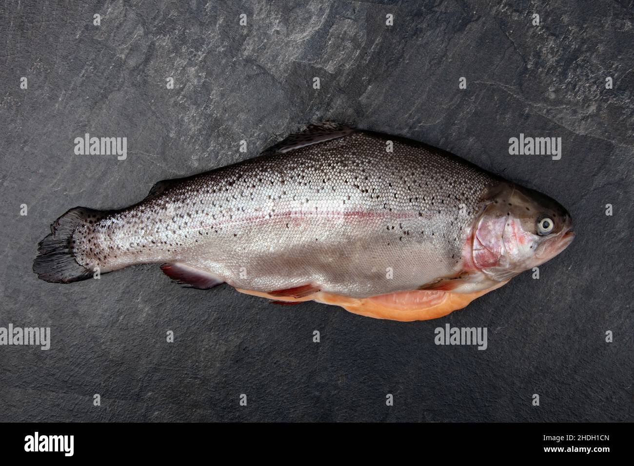 rainbow trout, rainbow trouts, trout Stock Photo - Alamy