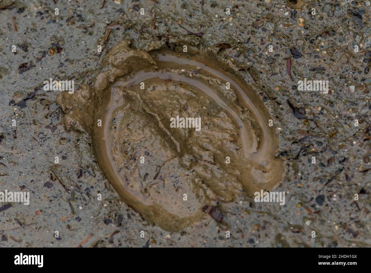Track of Roosevelt Elk, Cervus canadensis roosevelti, grazing at Gold ...