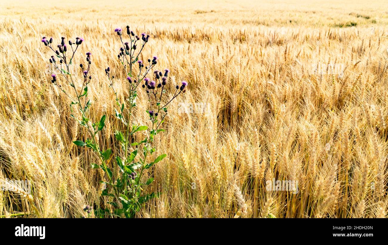 wheat field, thistle, wheat fields, thistles Stock Photo - Alamy