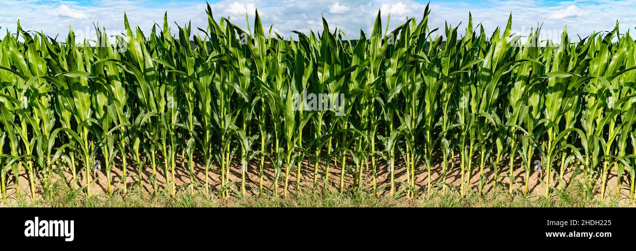 agriculture, maize field, crop, agricultures, cornfields, crops, plant ...