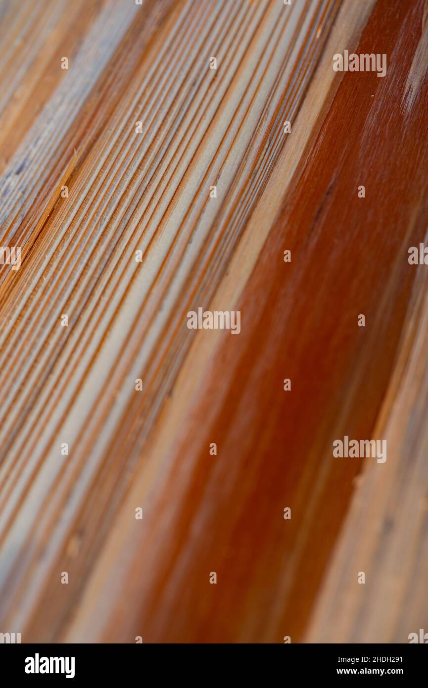 Fresh wood log texture background. Norway spruce, Picea abies Stock ...