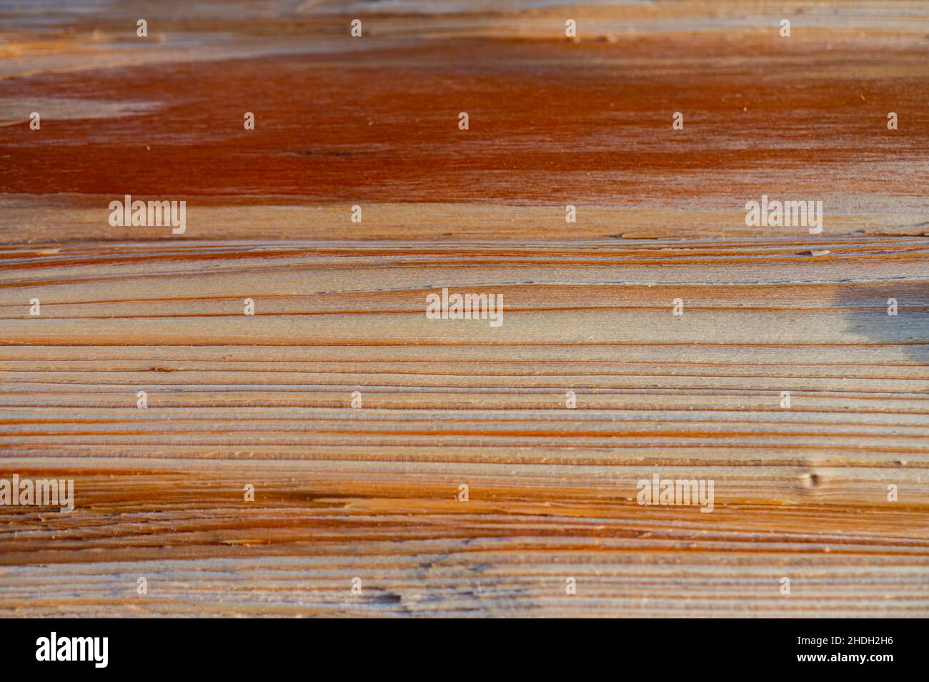 Fresh wood log texture background. Norway spruce, Picea abies Stock ...