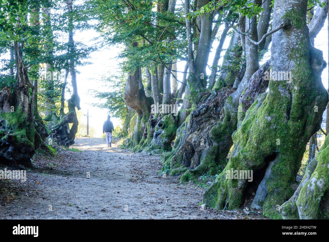 Pleached alley of beech hi-res stock photography and images - Alamy