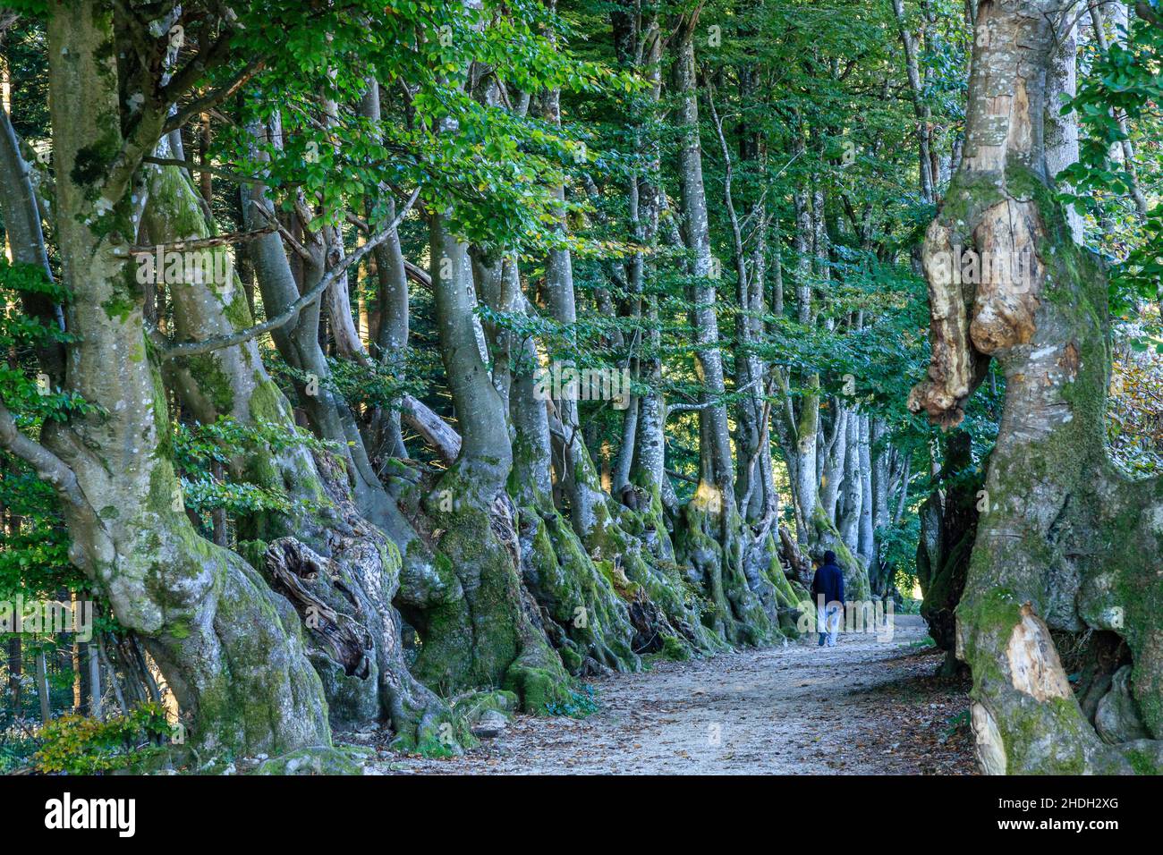Pleached alley of beech hi-res stock photography and images - Alamy
