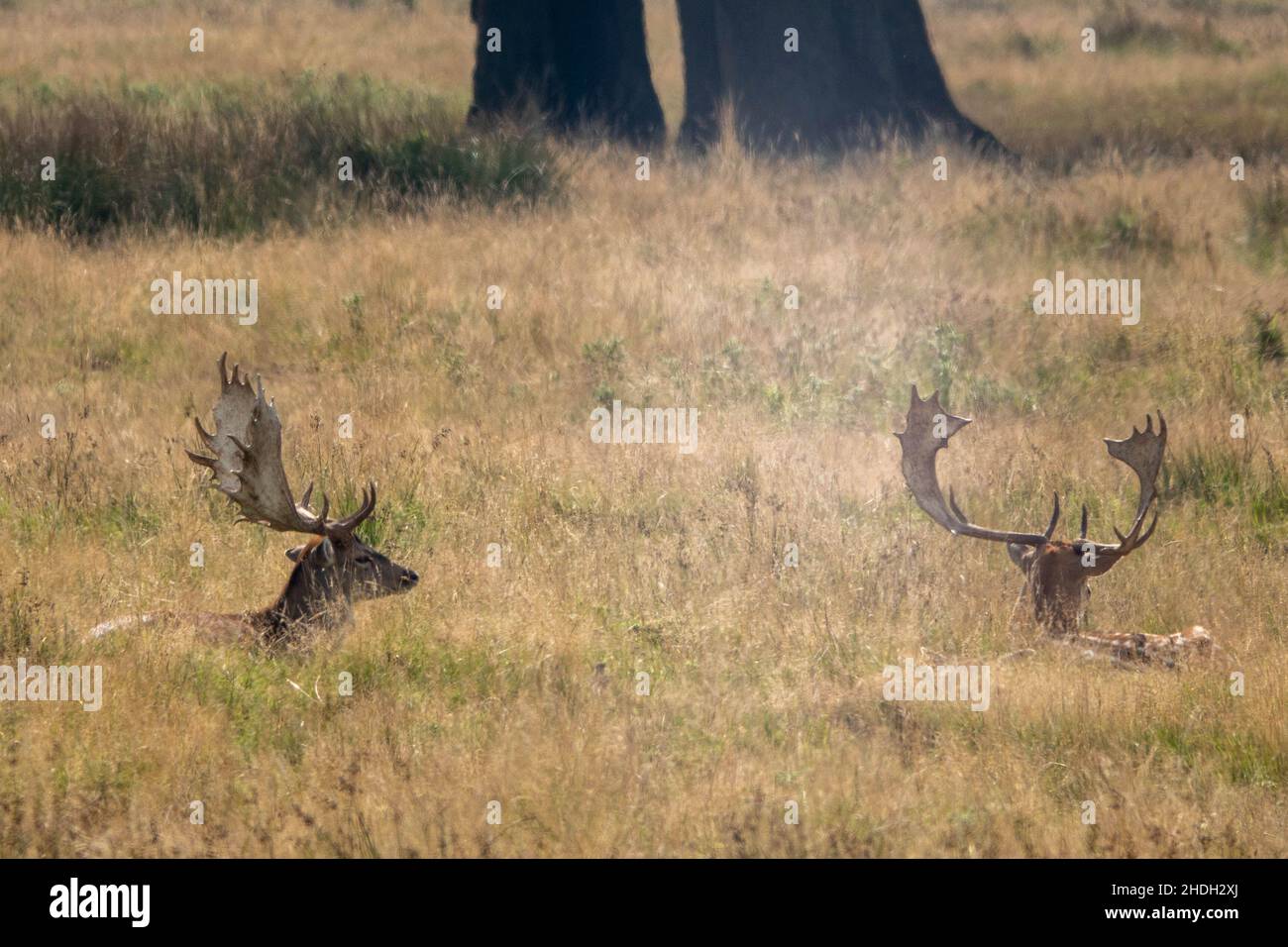 beautiful fallow deer with antlers Stock Photo - Alamy