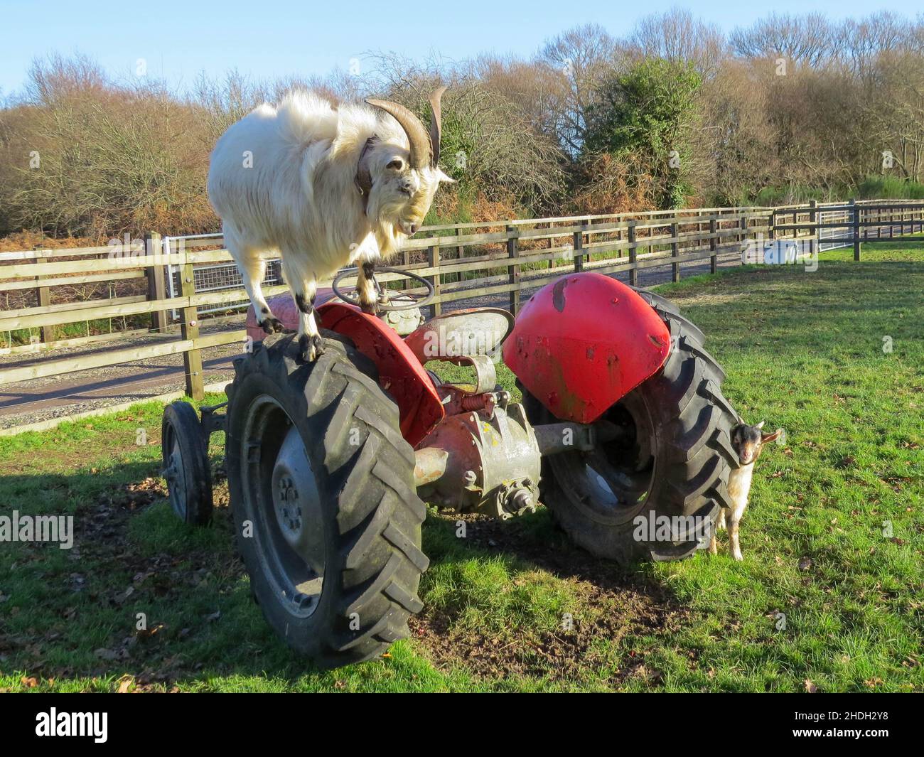 white goat standing on the wheel on a tractor Stock Photo - Alamy