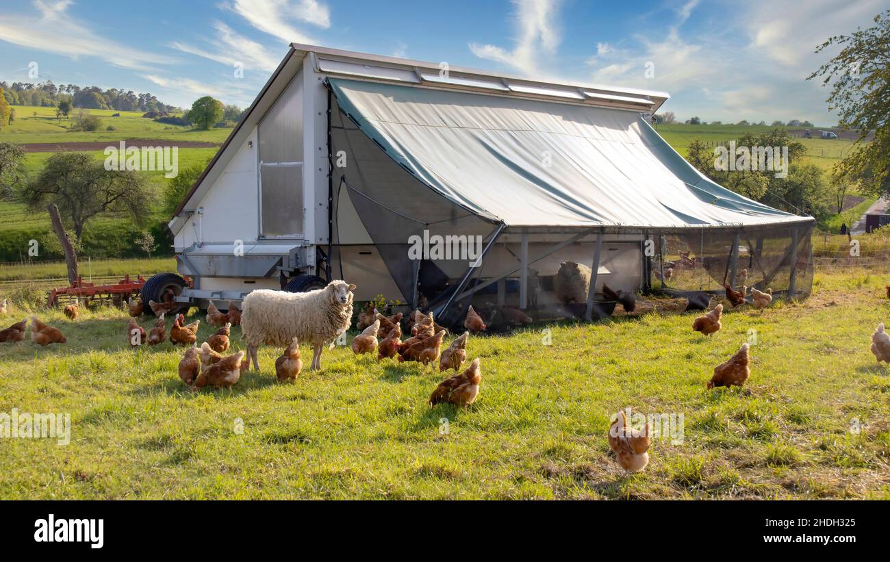 sheep, chicken, sheeps, chickens Stock Photo - Alamy