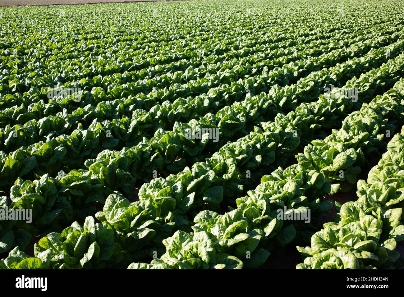 vast field of spinach plantation Stock Photo - Alamy