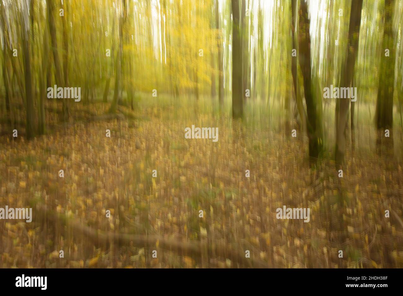 forest, motion, blurred, forests, wood, woodland, woods, motions ...