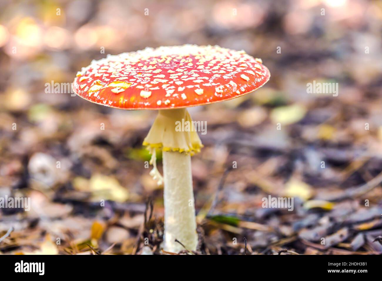 fly agaric, fly agarics Stock Photo - Alamy