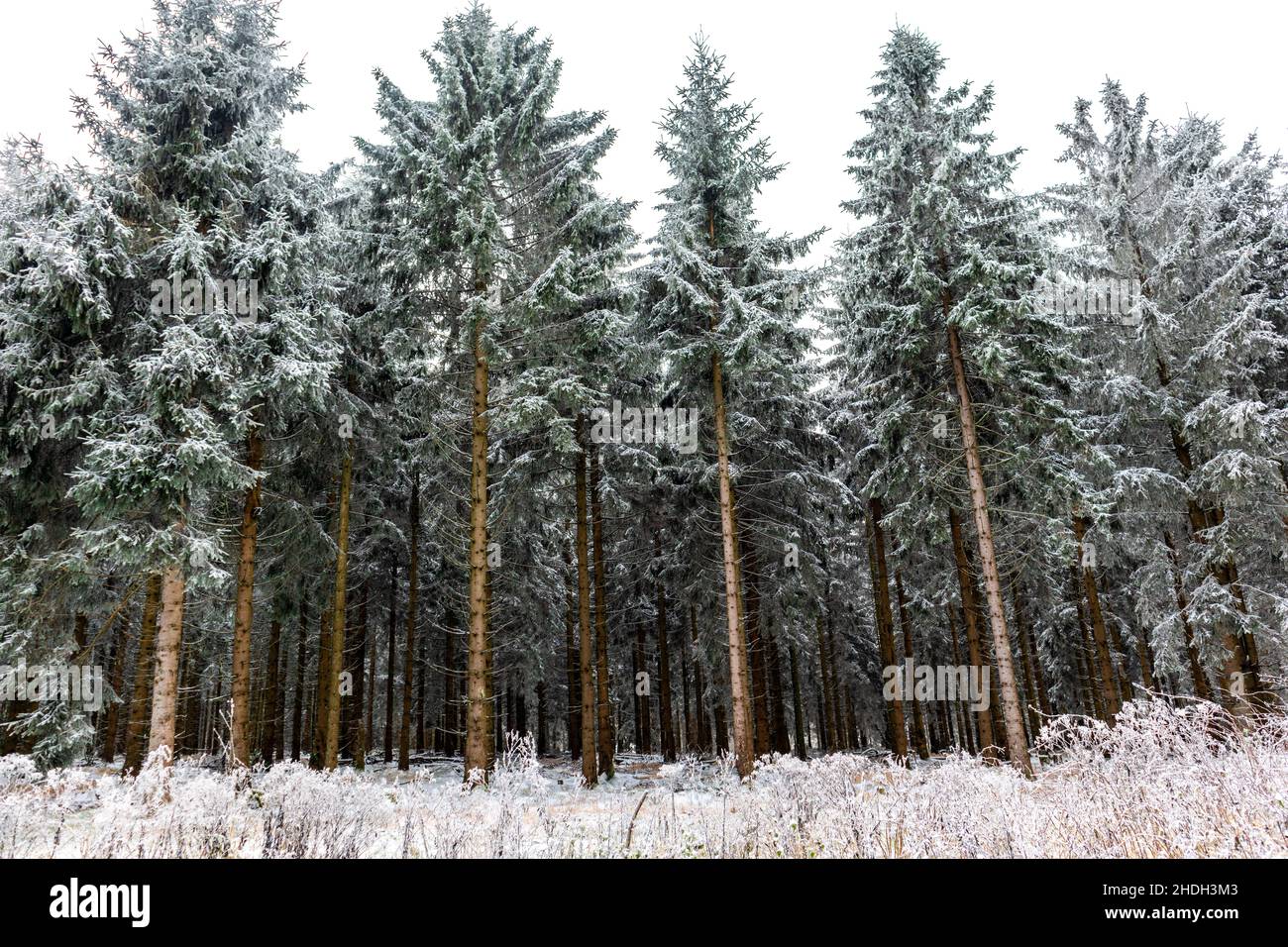 Beautiful winter landscape on the heights of the Thuringian Forest near ...