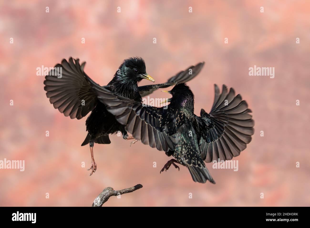 Starlings (common) fighting Stock Photo - Alamy