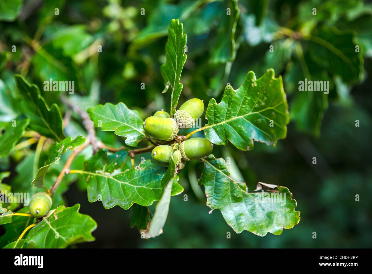 acorn, oak tree, acorns, oak trees Stock Photo - Alamy