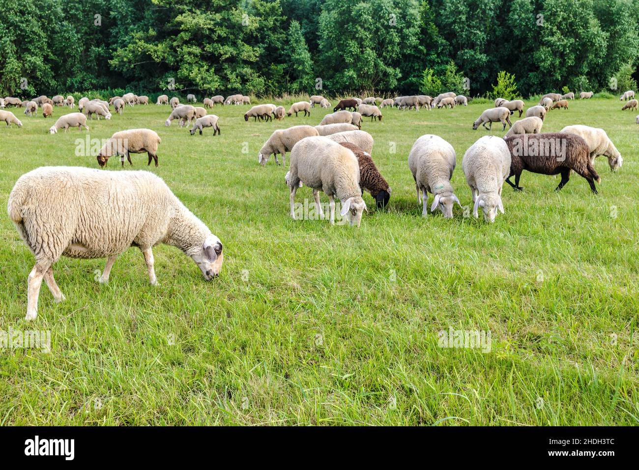 sheep, sheep herd, sheeps, sheep herds Stock Photo - Alamy