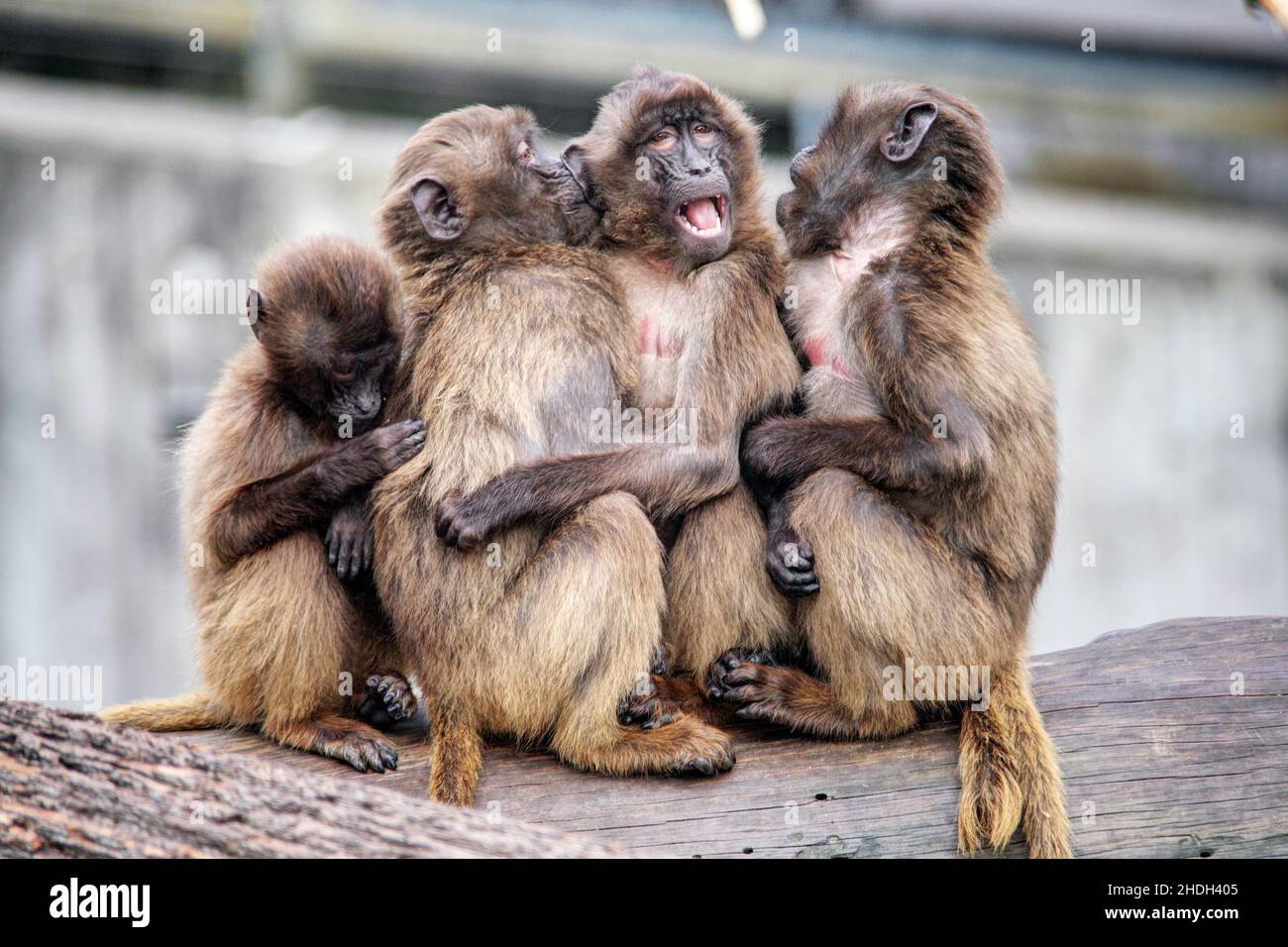 Four monkeys hi-res stock photography and images - Alamy