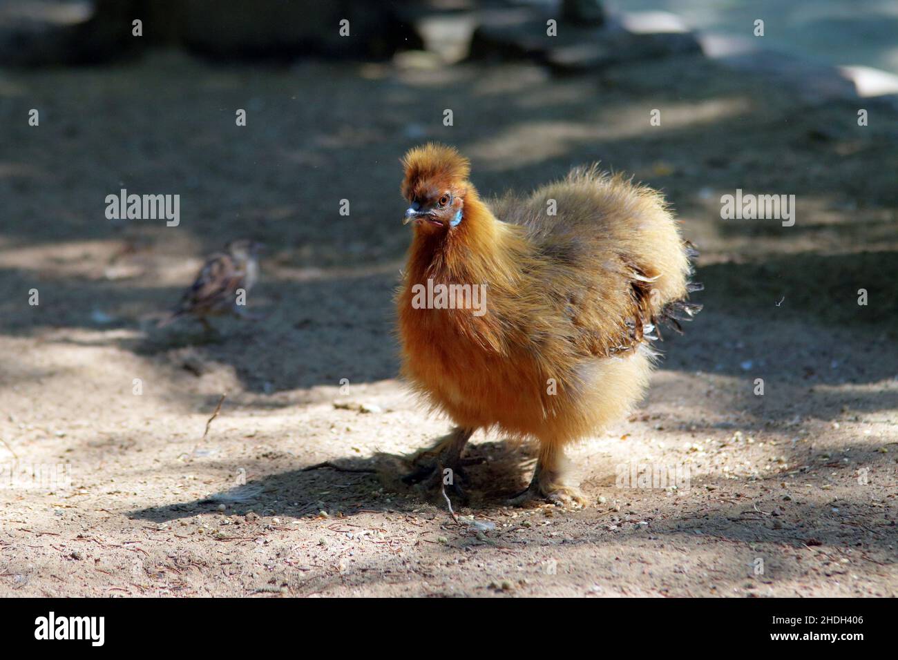 Silkies chicken hi-res stock photography and images - Alamy