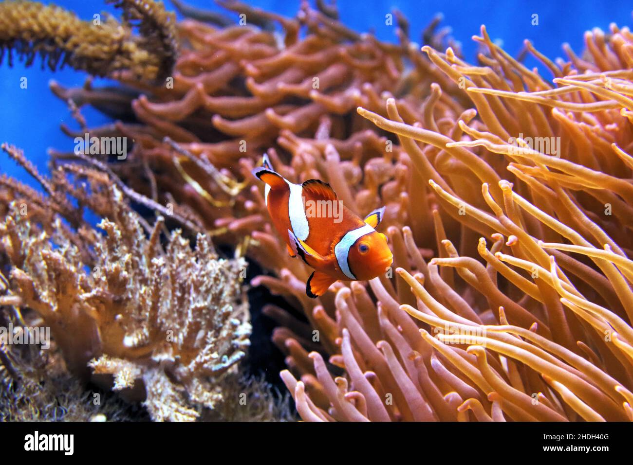 clown fish, clown fishs Stock Photo - Alamy