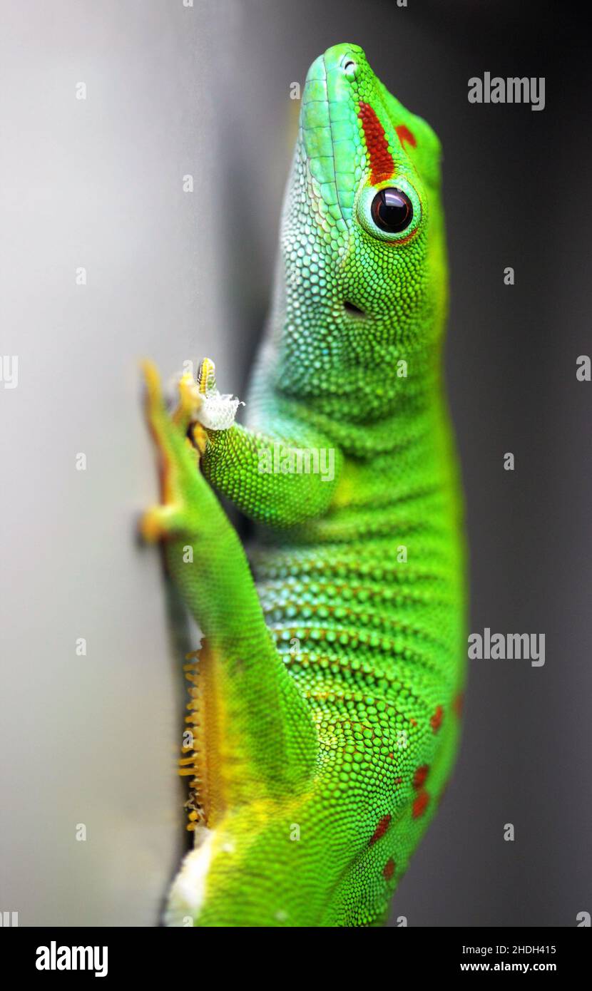 gecko, day gecko, geckos, day geckos Stock Photo - Alamy