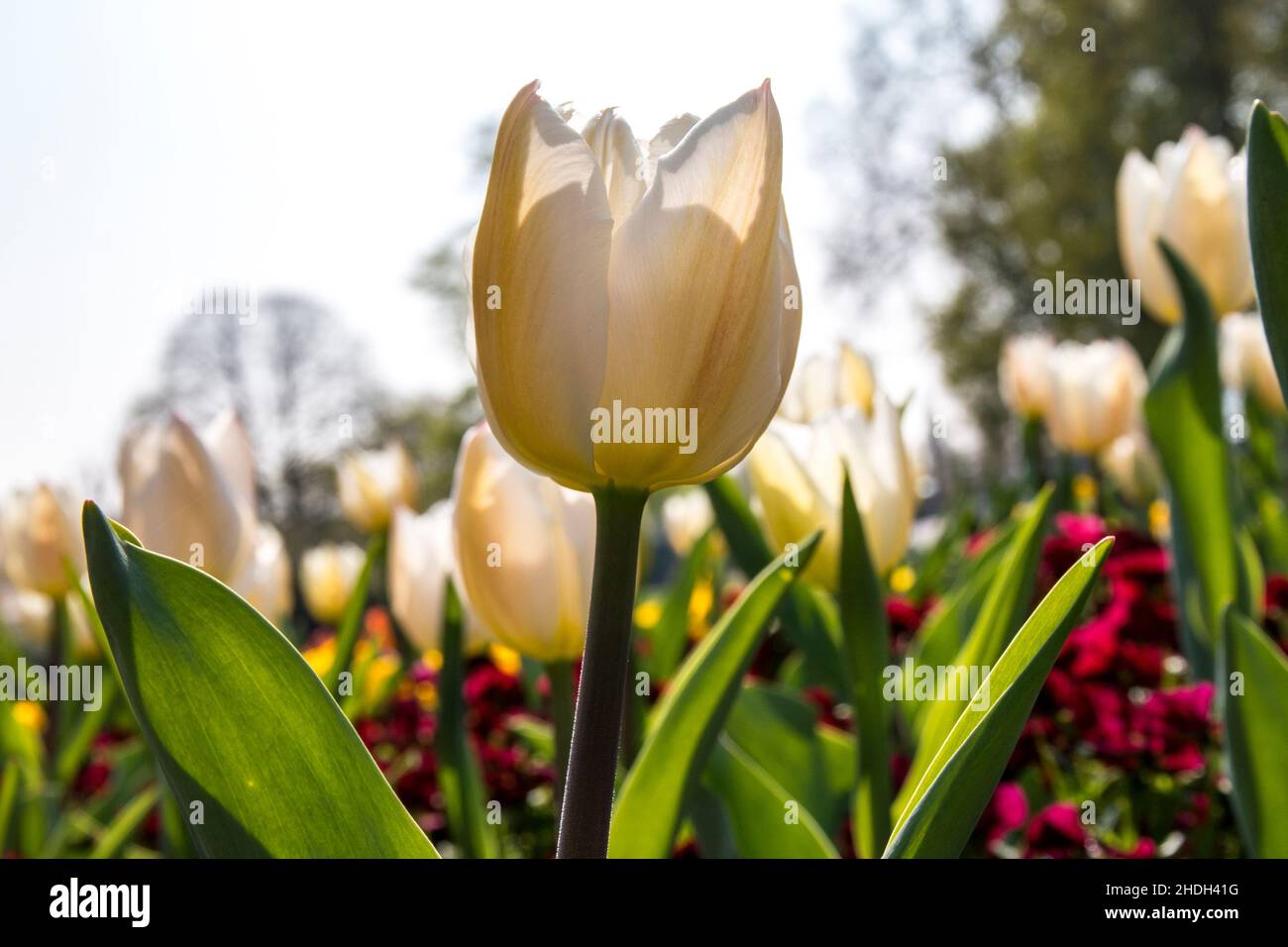 Back of tulip hi-res stock photography and images - Alamy