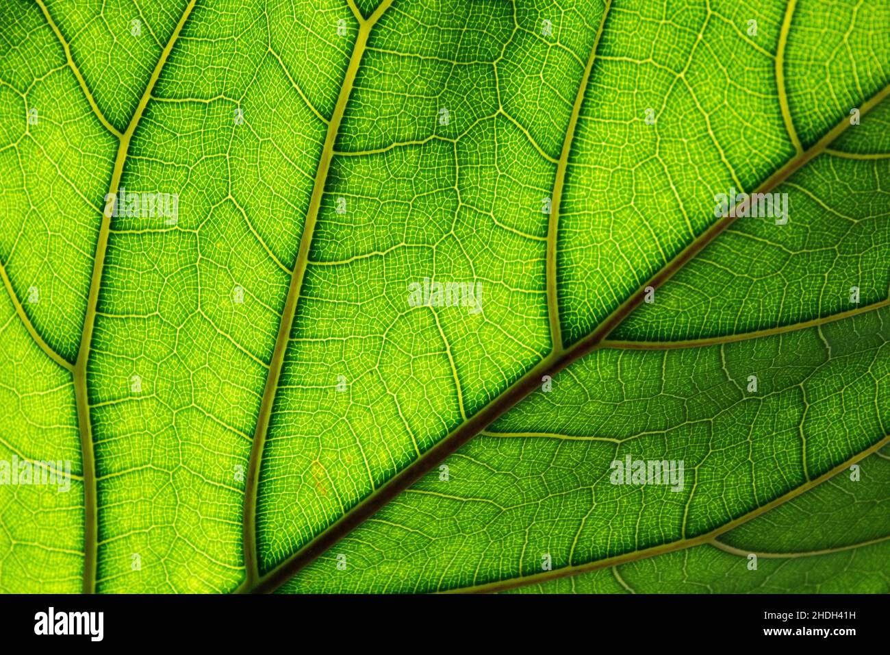 backgrounds, leaf, vein, background, leafs, veins Stock Photo - Alamy