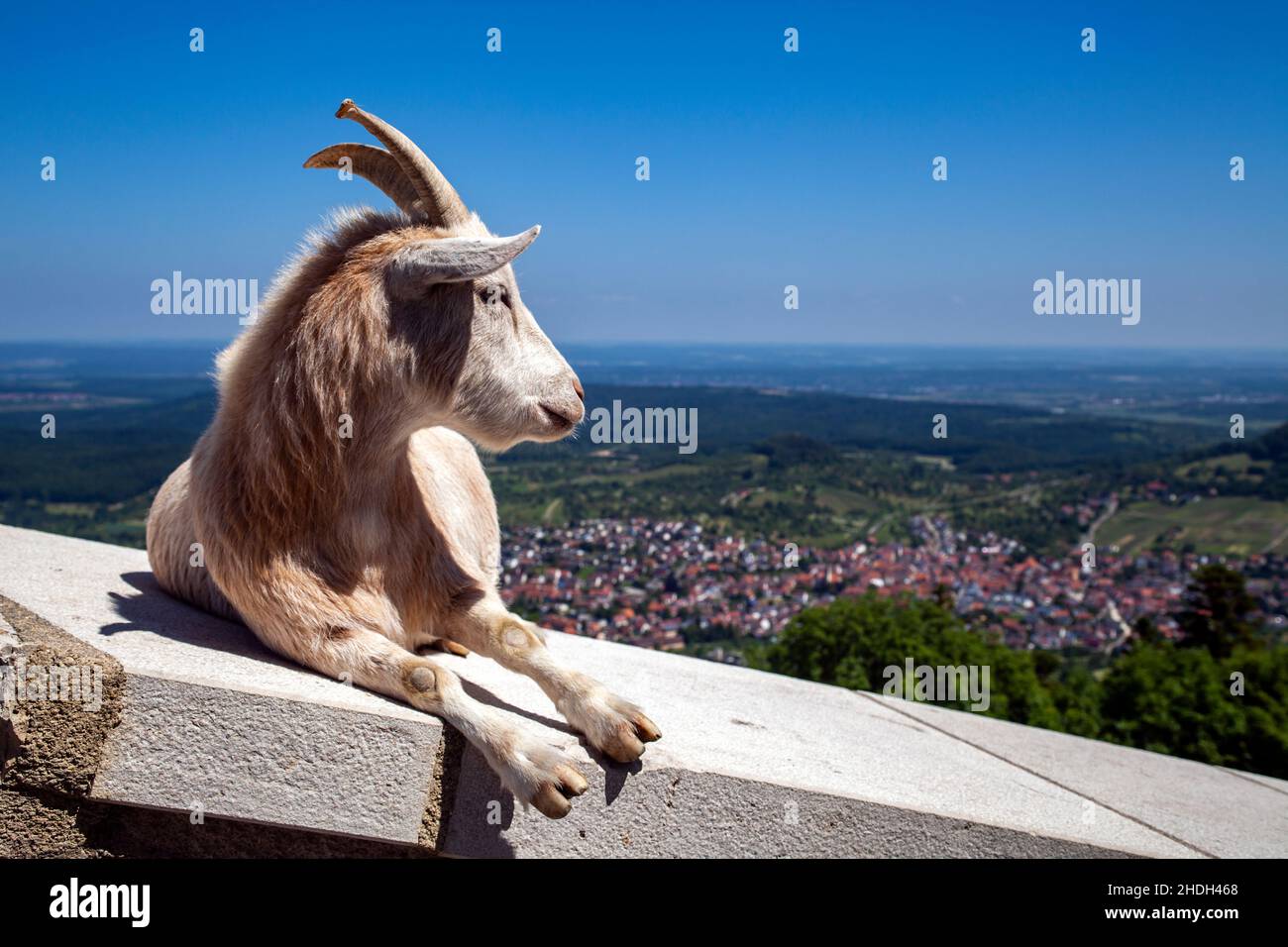 Lying goat hi-res stock photography and images - Alamy