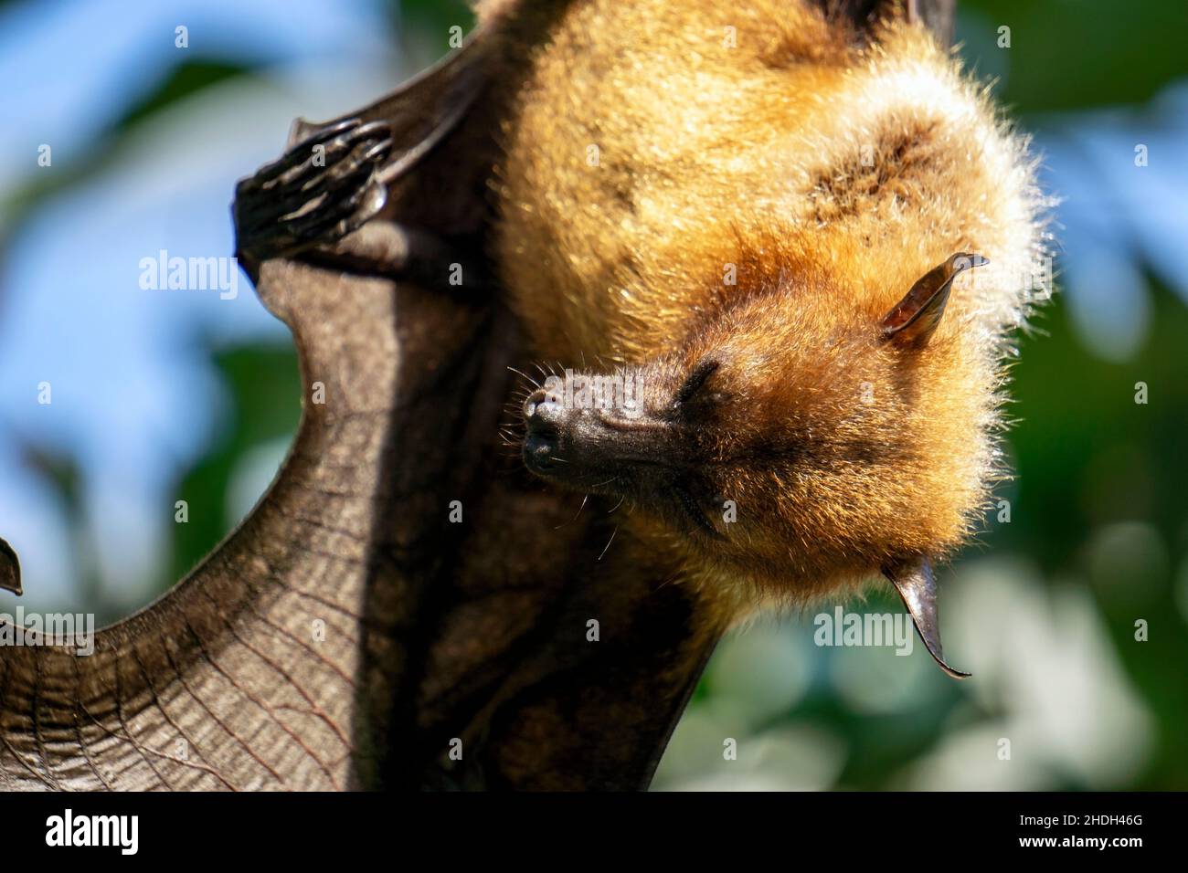 Dangling bats hi-res stock photography and images - Alamy