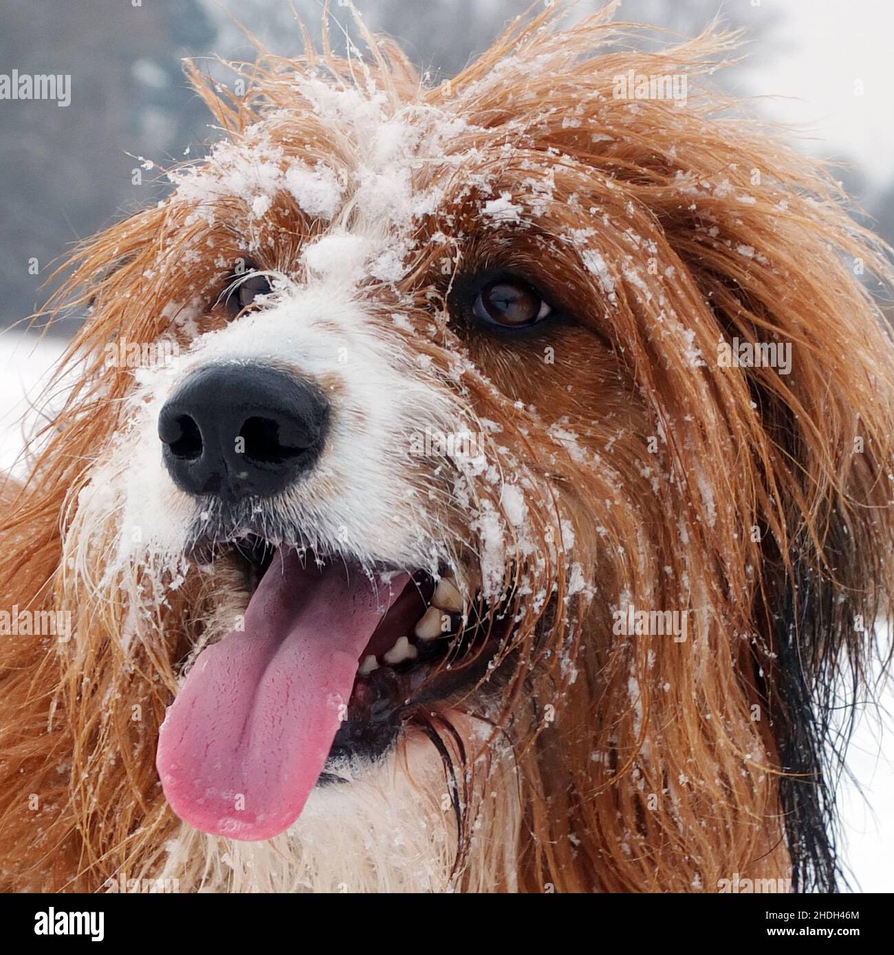 Winterly view hi-res stock photography and images - Alamy