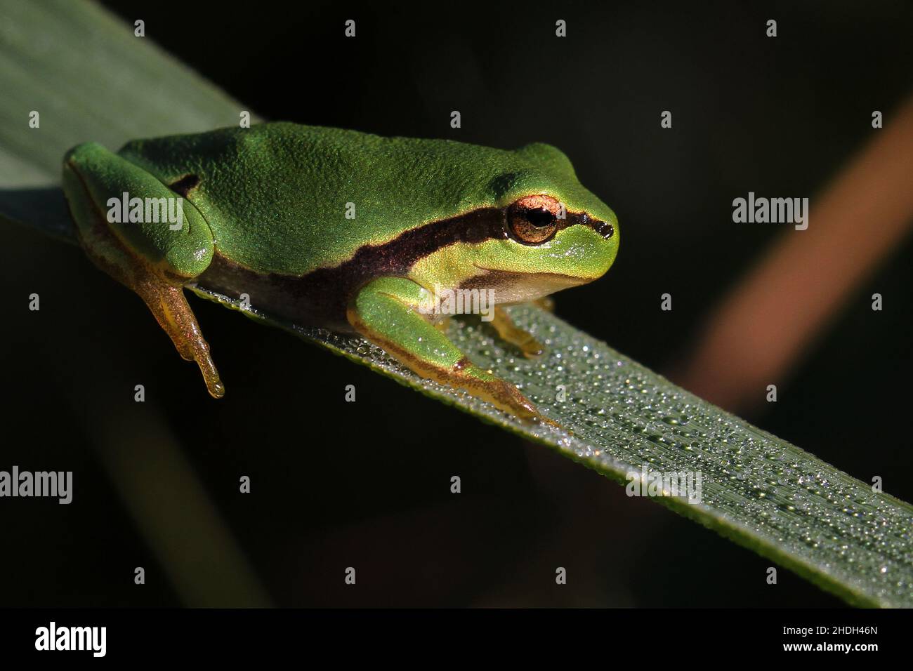 frog, tree frog, frogs, tree frogs Stock Photo - Alamy
