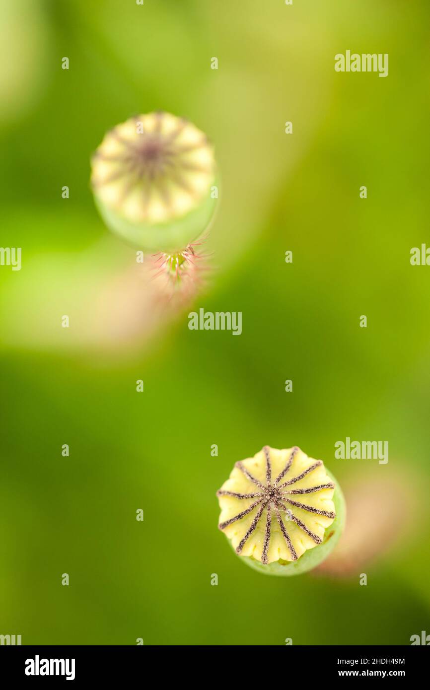 macro, anther, poppies, macros, anthers, poppy Stock Photo - Alamy