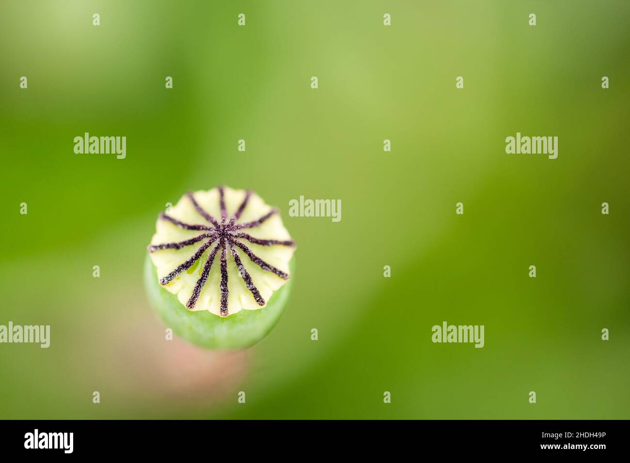 anther, poppy flower, anthers, poppies Stock Photo - Alamy