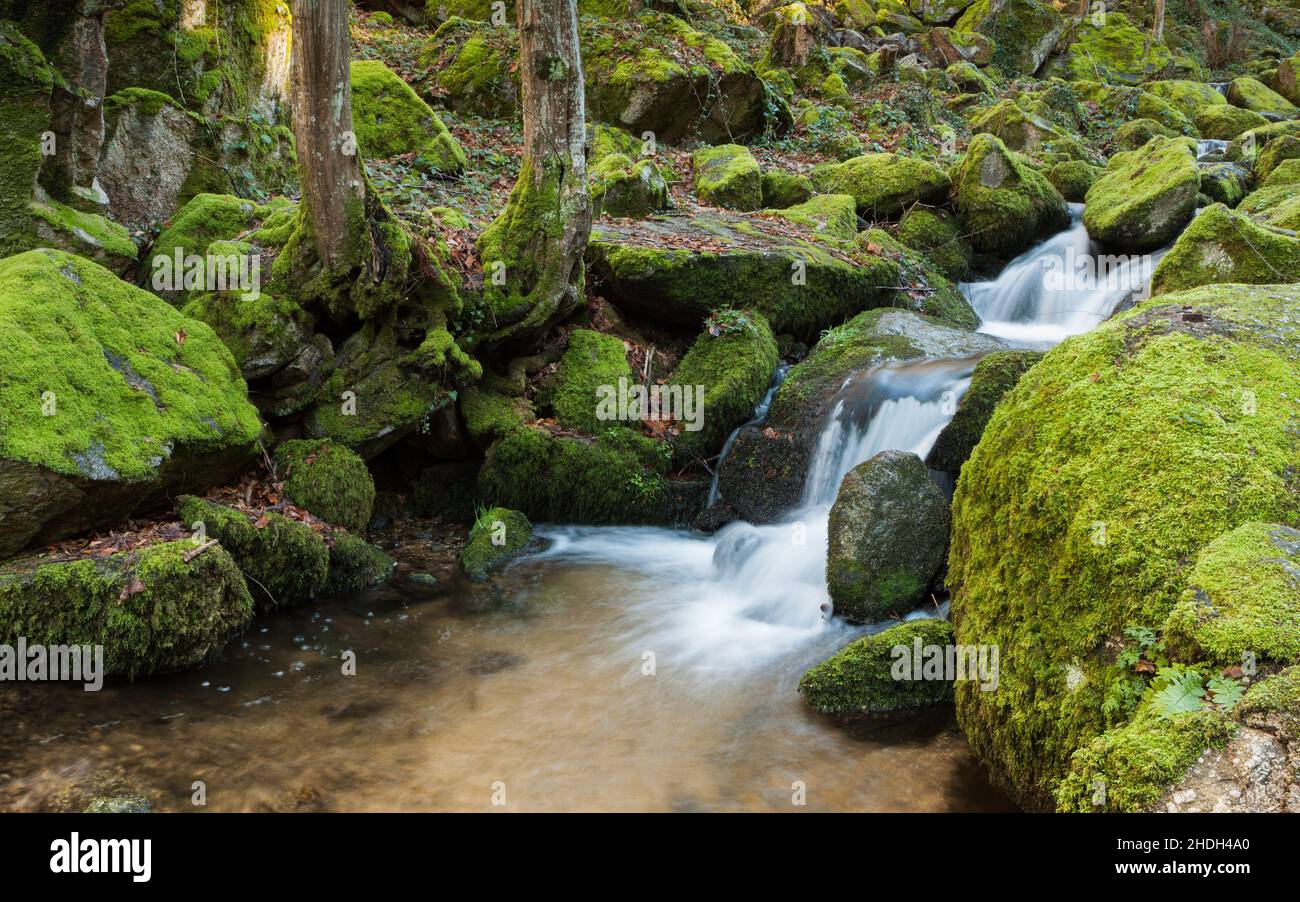 moss, torrent, mosses, torrents Stock Photo - Alamy