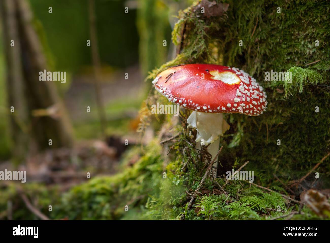 fly agaric, fly agarics Stock Photo - Alamy