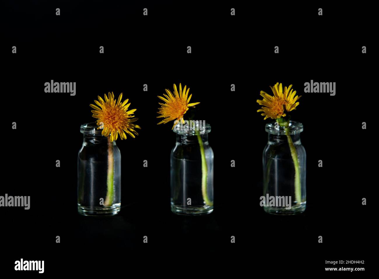 dandelion, vase, dandelions, löwenzahn font, vases Stock Photo - Alamy