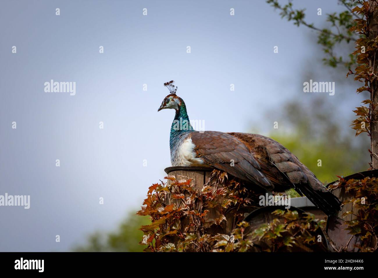 Peacock side view hi-res stock photography and images - Alamy