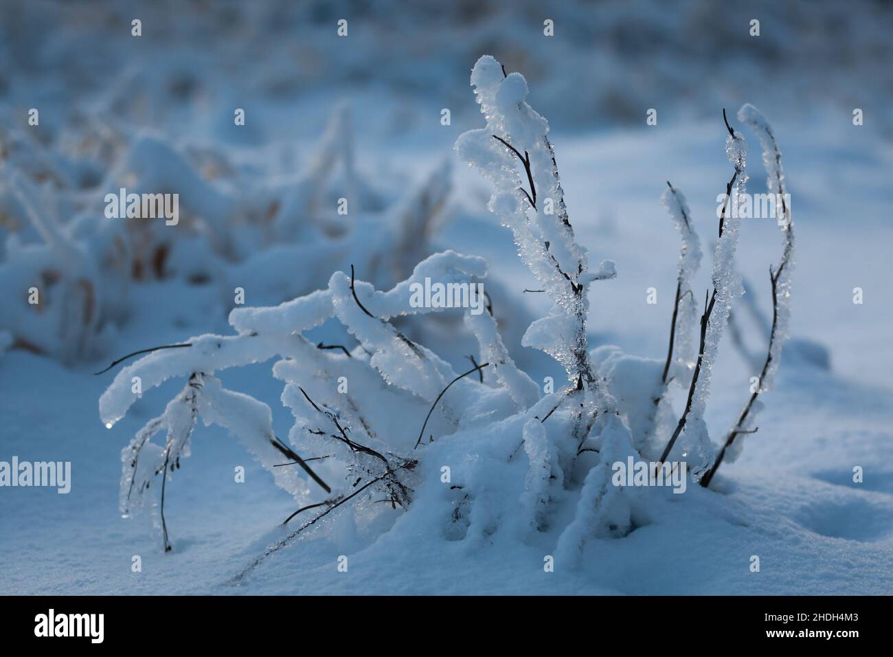 winter, frozen, cold, winters, frozens, colds Stock Photo - Alamy