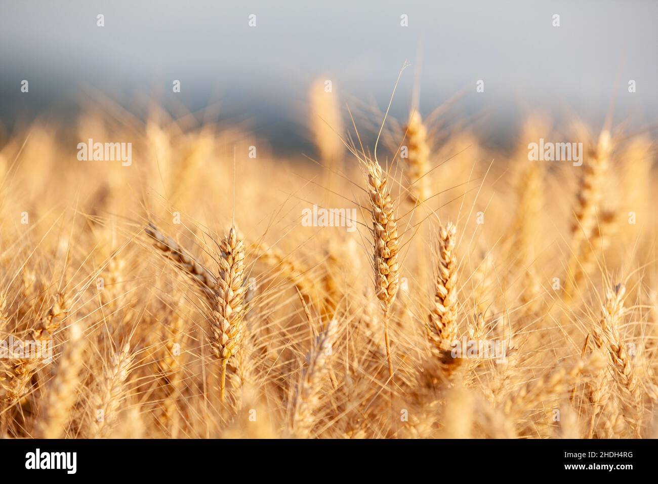 Barley corn field barleys hi-res stock photography and images - Alamy