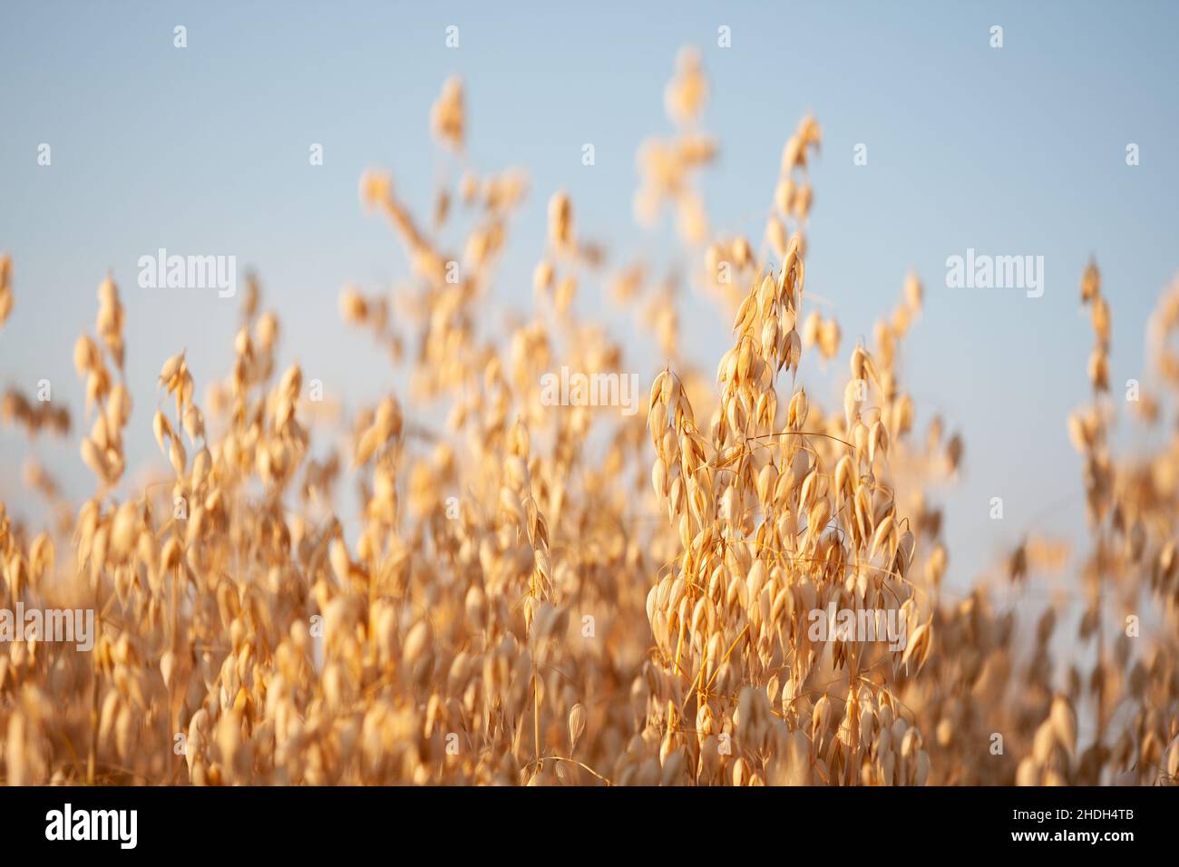 grain, grainfield, oat, grains, grainfields, oats Stock Photo - Alamy
